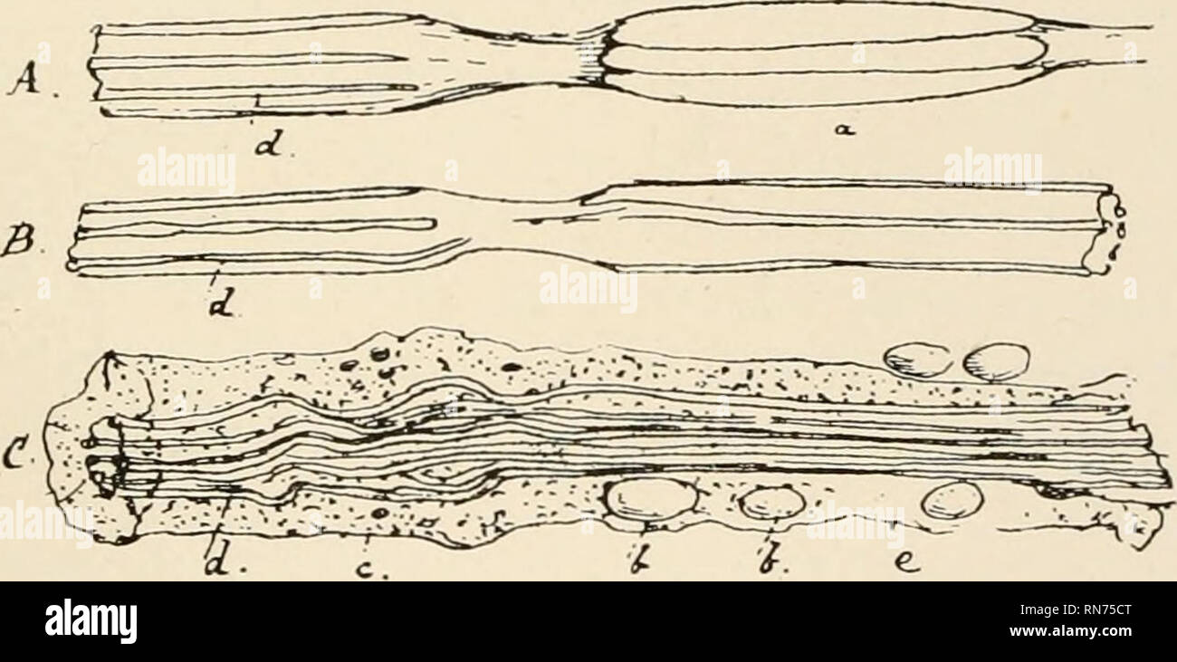 . The anatomy, physiology, morphology and development of the blow-fly ...