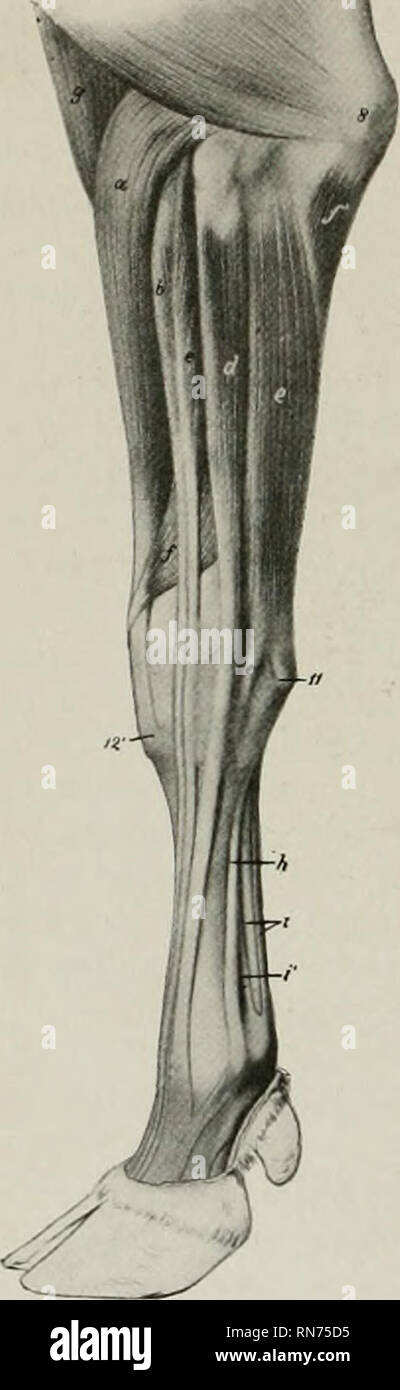 Latissimus dorsi horse hi-res stock photography and images - Alamy