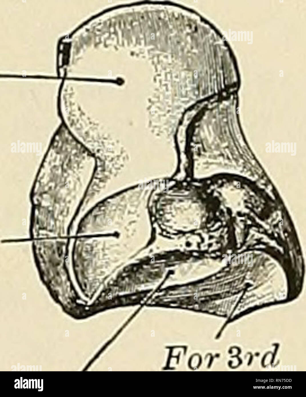 . Anatomy, descriptive and applied. Anatomy. 200 SPECIAL ANATOMY OF THE ...