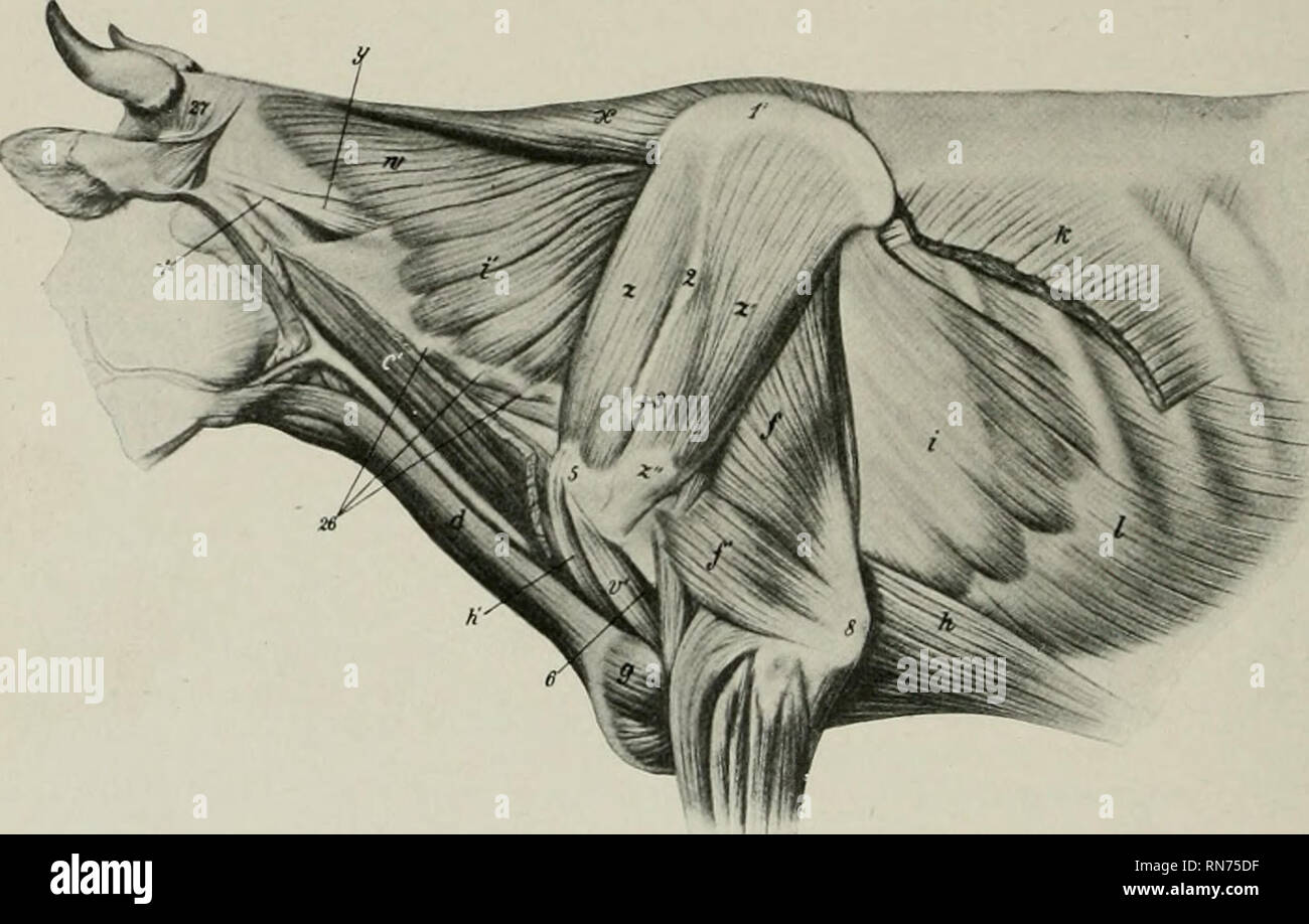 Linea Alba Stock Photos & Linea Alba Stock Images - Alamy