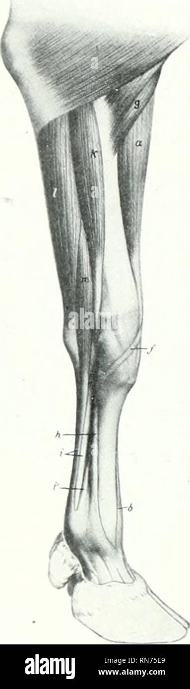 . The anatomy of the domestic animals. Veterinary anatomy. Fig. uns ...