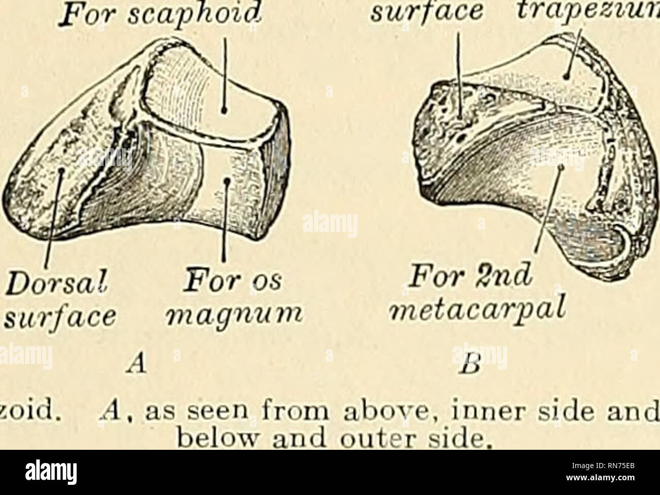 . Anatomy, descriptive and applied. Anatomy. THE CARPUS 199 by a ...