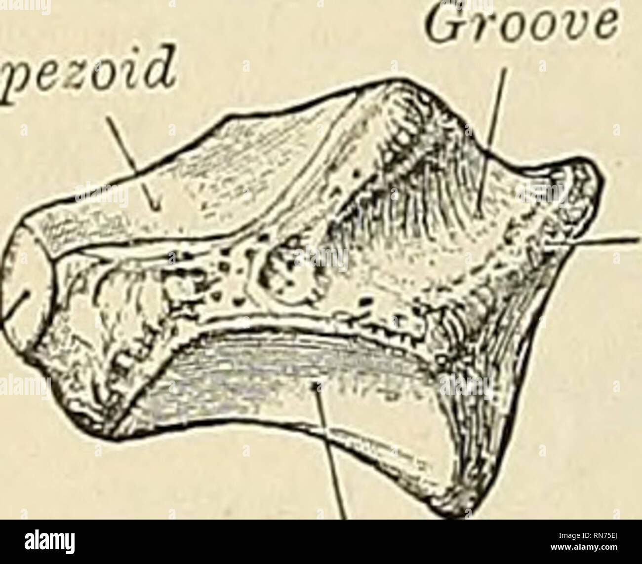 . Anatomy, descriptive and applied. Anatomy. 198 SPECIAL ANATOMY OF THE ...