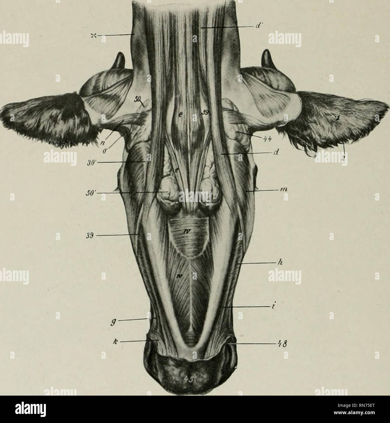 . The anatomy of the domestic animals. Veterinary anatomy. 346 THE ...