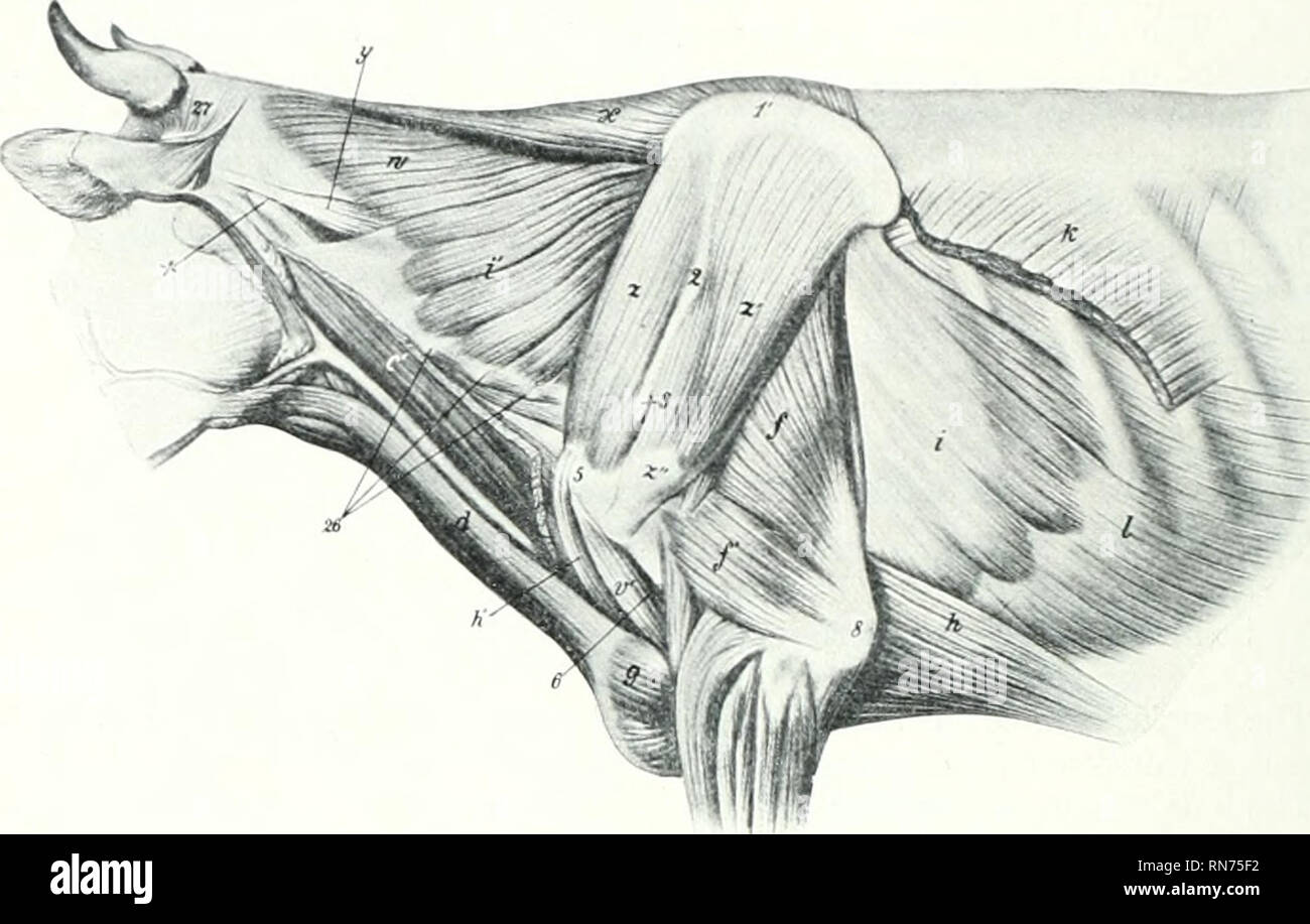 . The anatomy of the domestic animals. Veterinary anatomy. 350 THE ...
