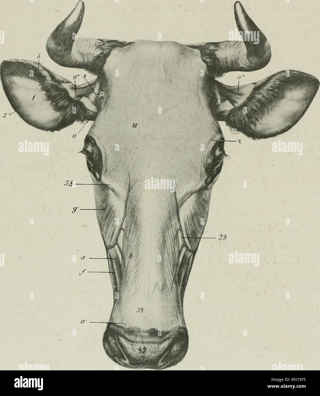 . The anatomy of the domestic animals. Veterinary anatomy. MUSCLES OF ...