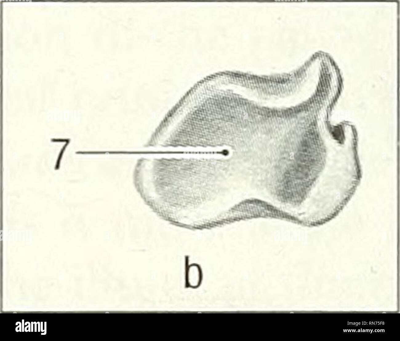 Patella cochlea hi-res stock photography and images - Alamy