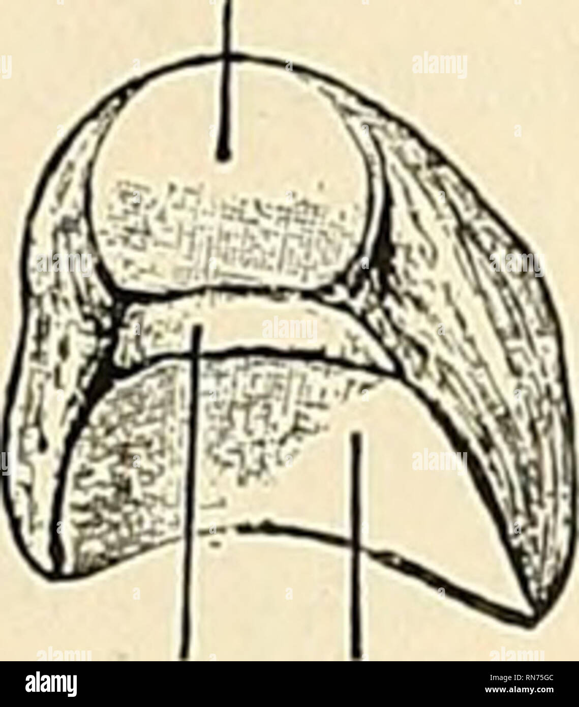 . Anatomy, descriptive and applied. Anatomy. THE CARPUS 197 ment to the ...