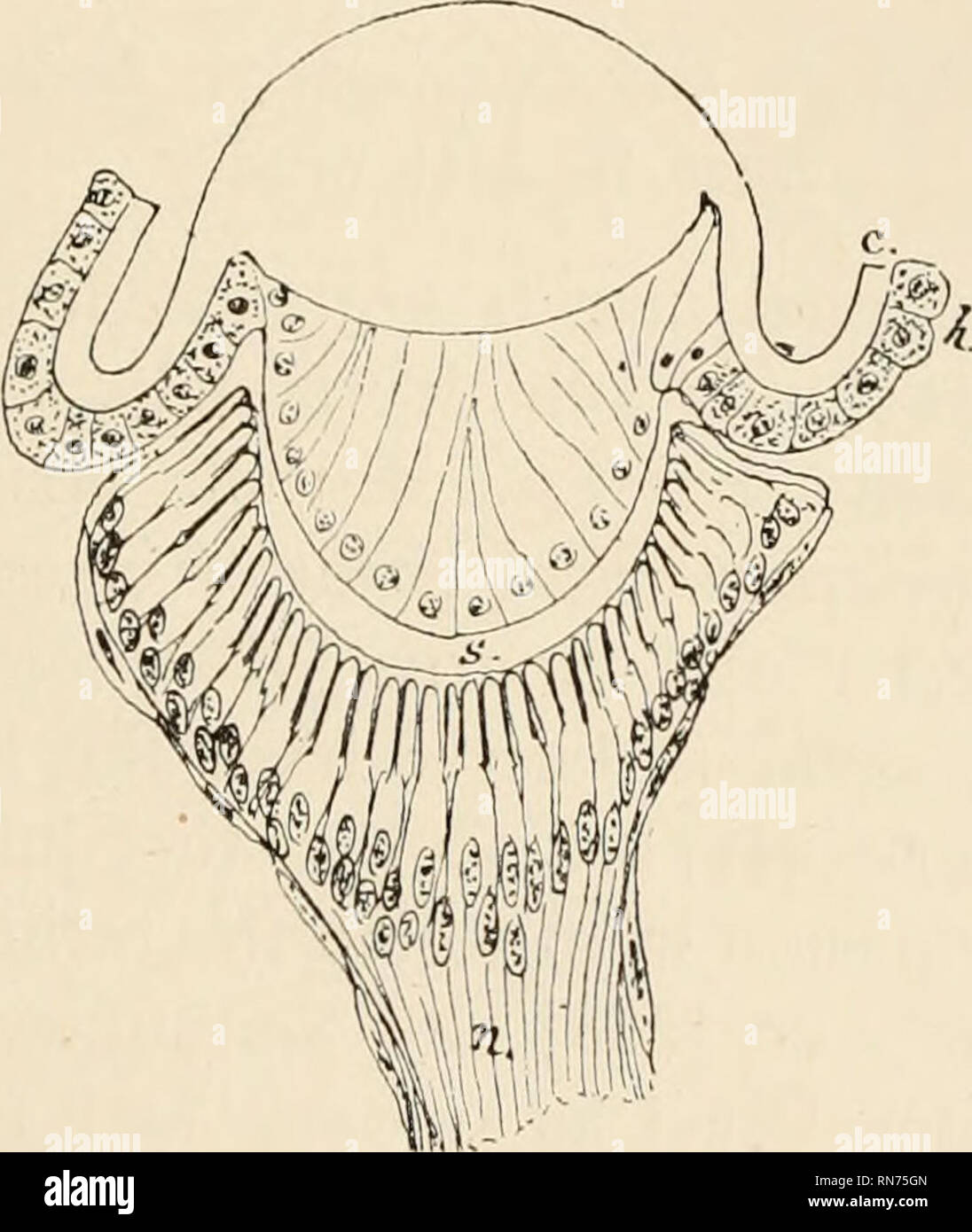 . The anatomy, physiology, morphology and development of the blow-fly ...