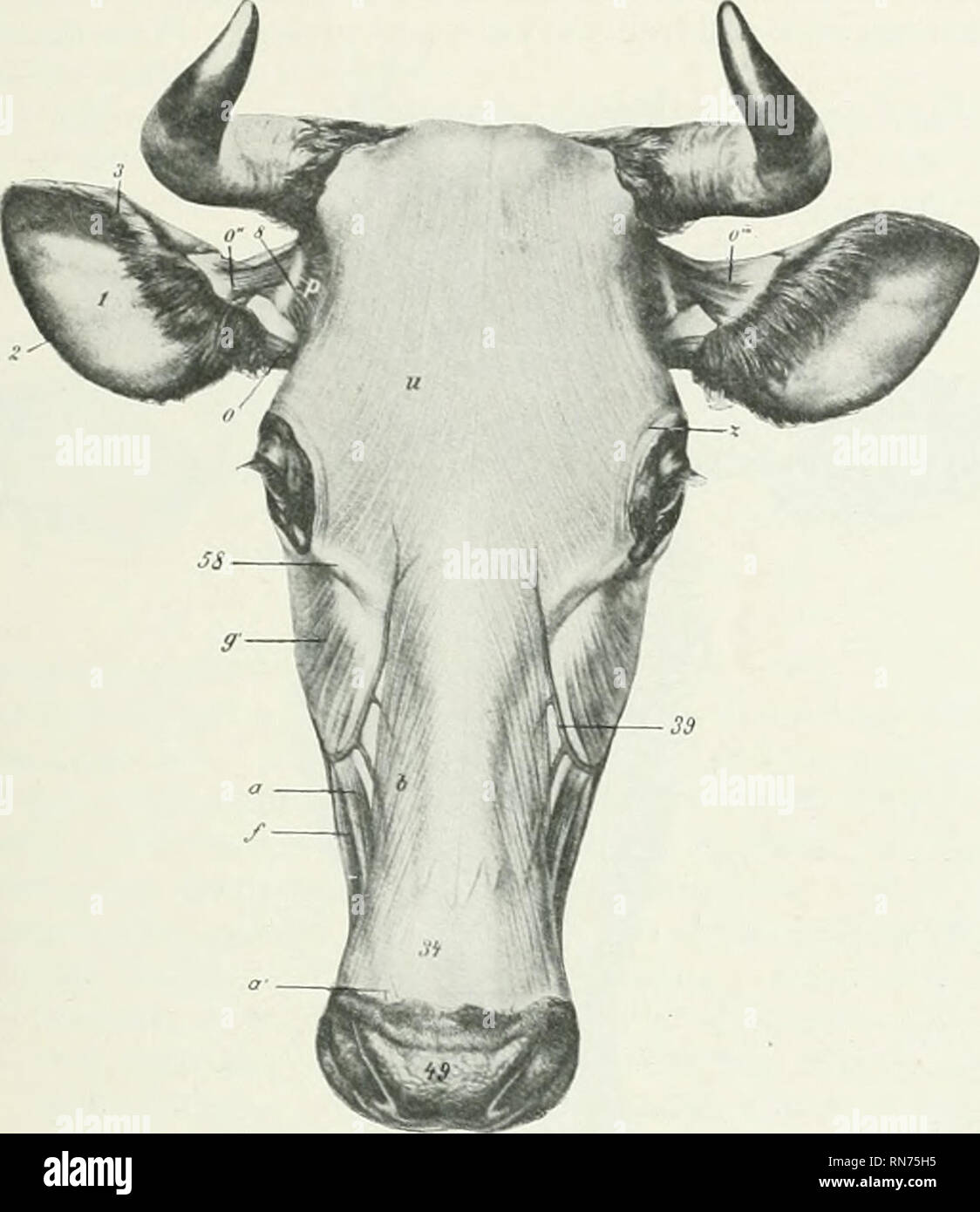 . The anatomy of the domestic animals. Veterinary anatomy. MUSCLES OF ...