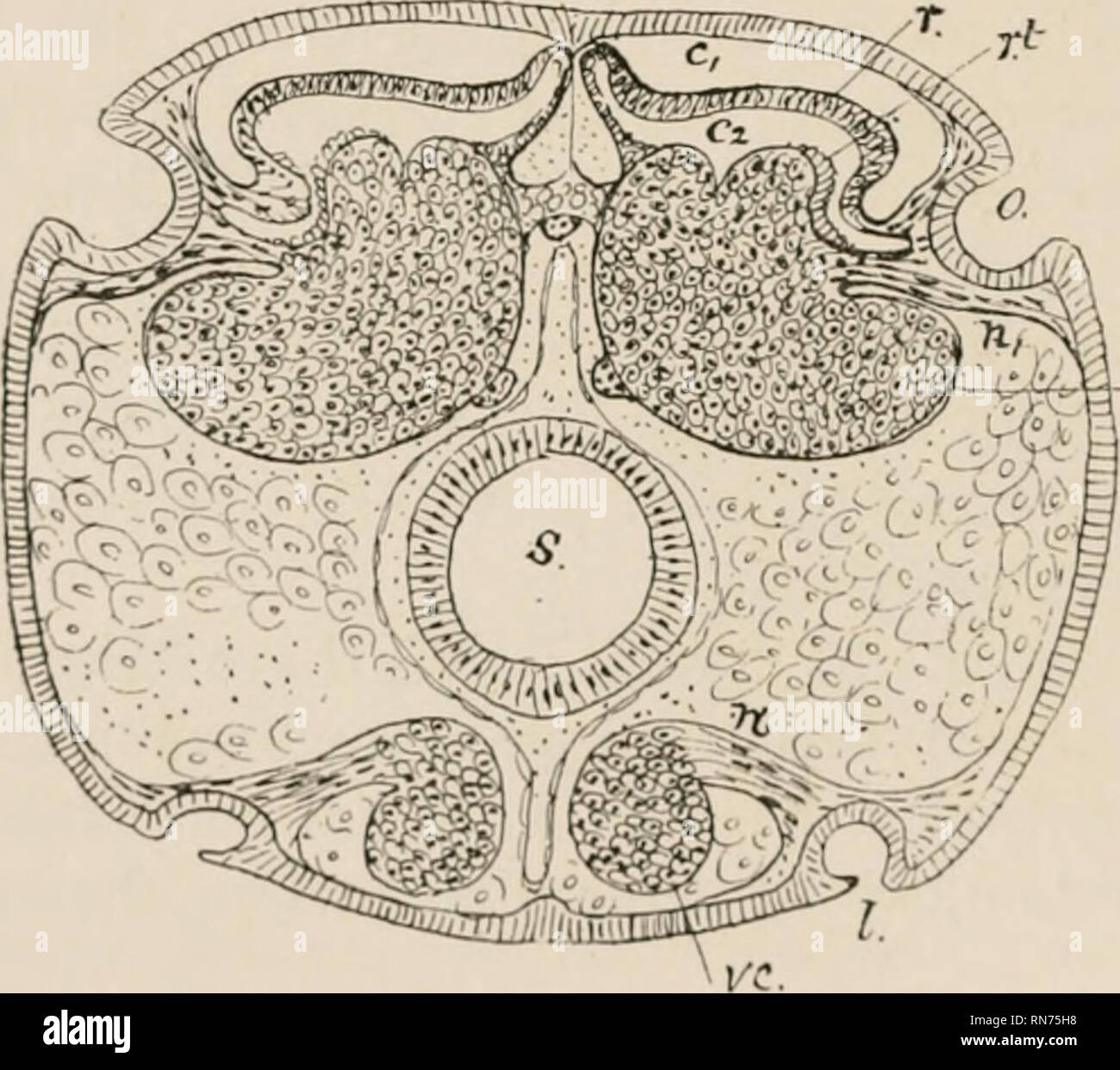 Retinal ganglion cells hi-res stock photography and images - Alamy