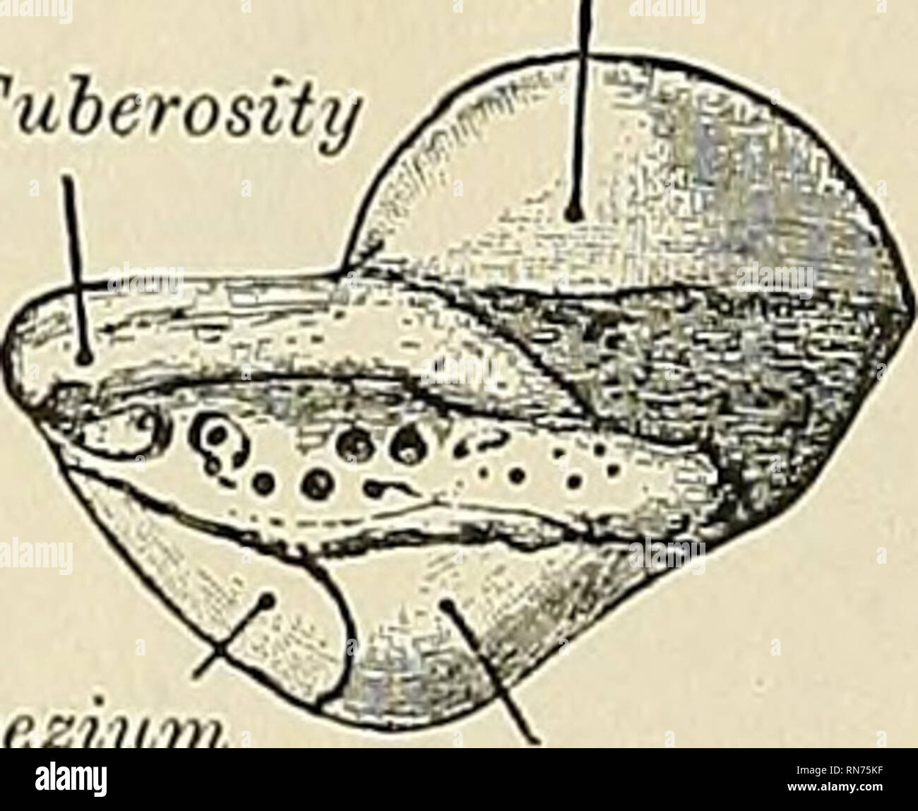 . Anatomy, descriptive and applied. Anatomy. Vad'^'' With 1 Fig. 152 ...