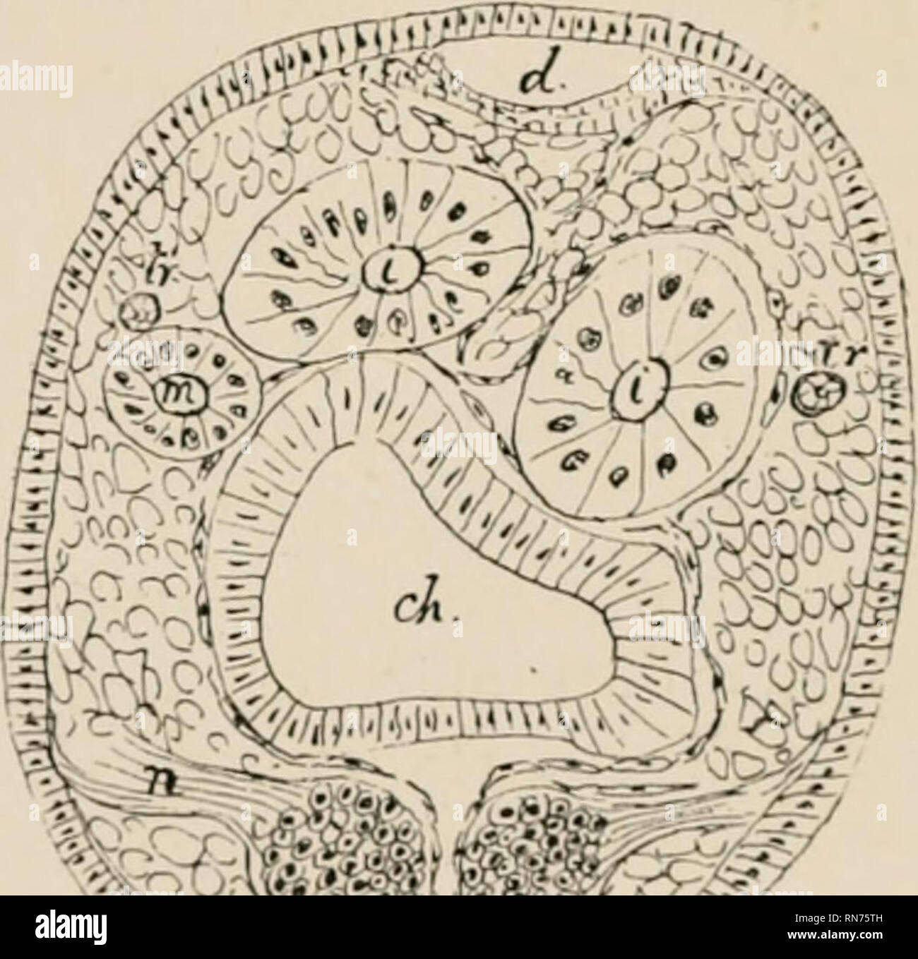 Crest morphology hi-res stock photography and images - Alamy