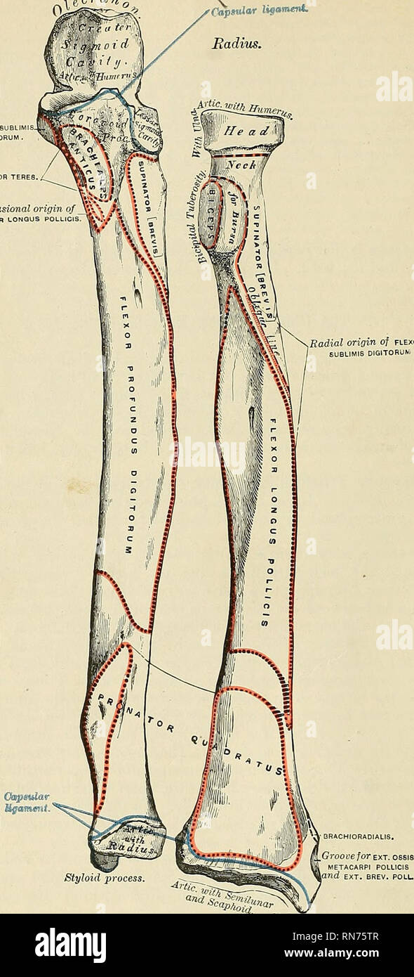 Styloid Process Of Tibia