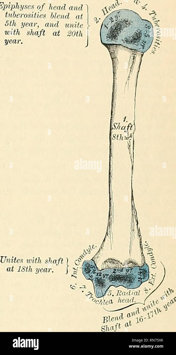 . Anatomy, descriptive and applied. Anatomy. Fig. 144.—Plan of the ...