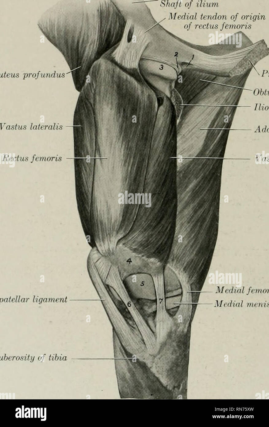Vastus intermedius muscle hi-res stock photography and images - Alamy