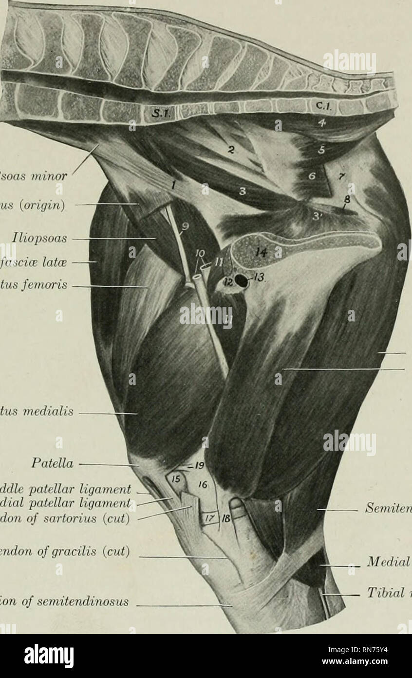 . The anatomy of the domestic animals. Veterinary anatomy. THE MEDIAL ...