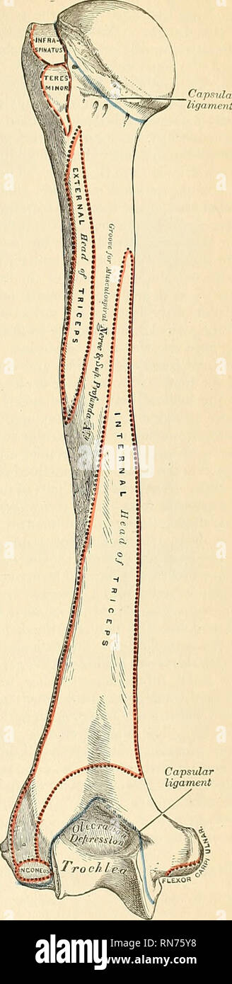 Humerus Muscle Attachments