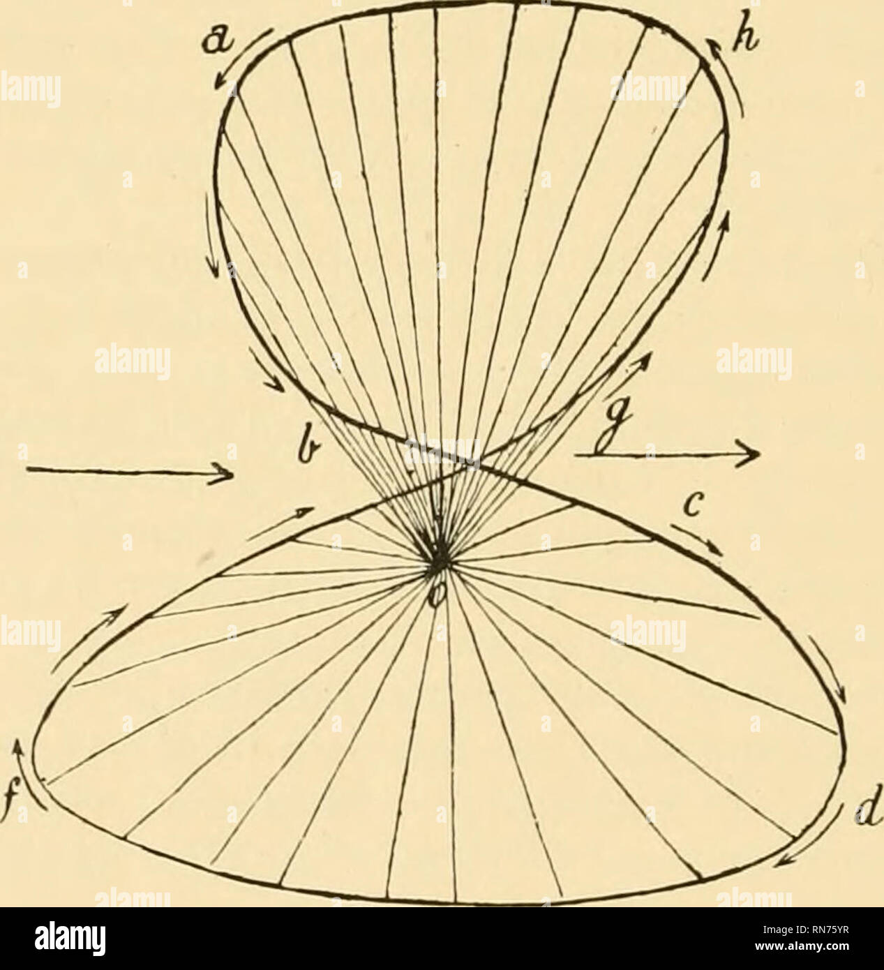 . The anatomy, physiology, morphology and development of the blow- fly ...
