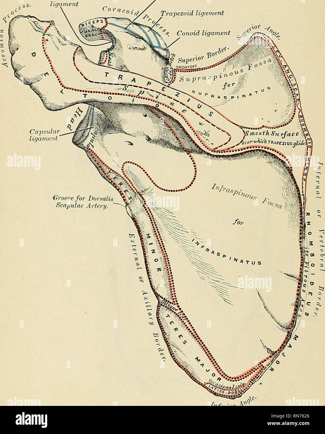 Coracoacromial ligament hi-res stock photography and images - Alamy