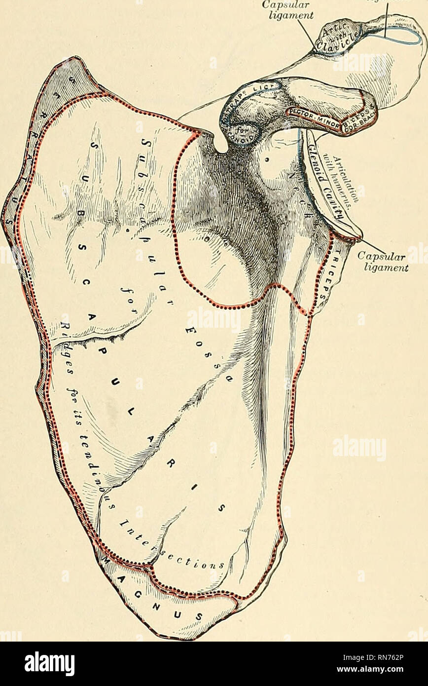 . Anatomy, descriptive and applied. Anatomy. THE SCAPULA,' OR SHOULDER ...