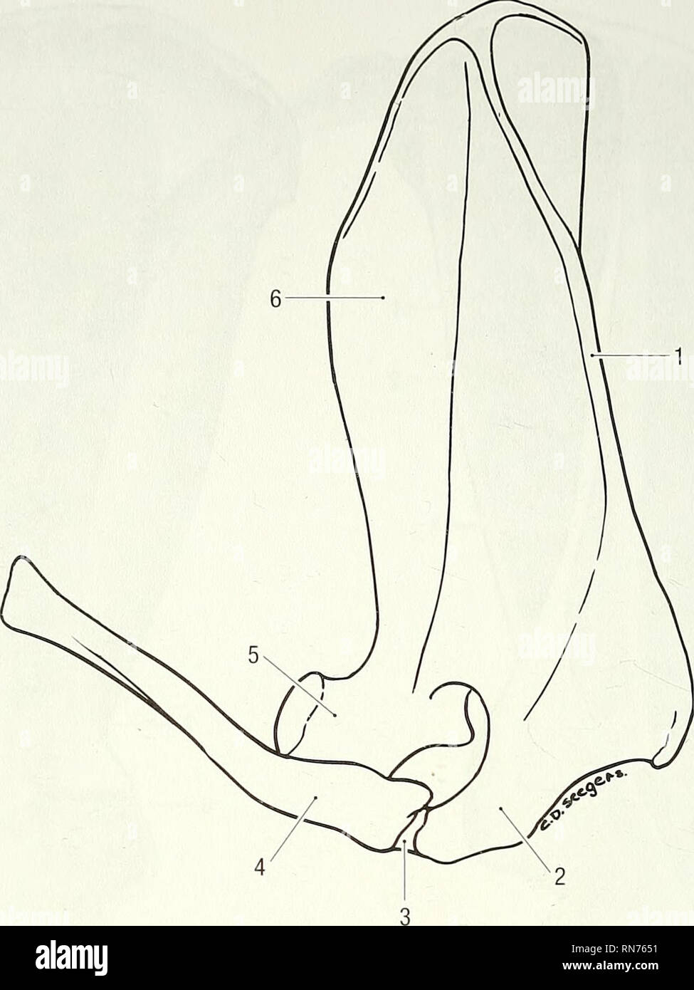 Supraglenoid tubercle hi-res stock photography and images - Alamy