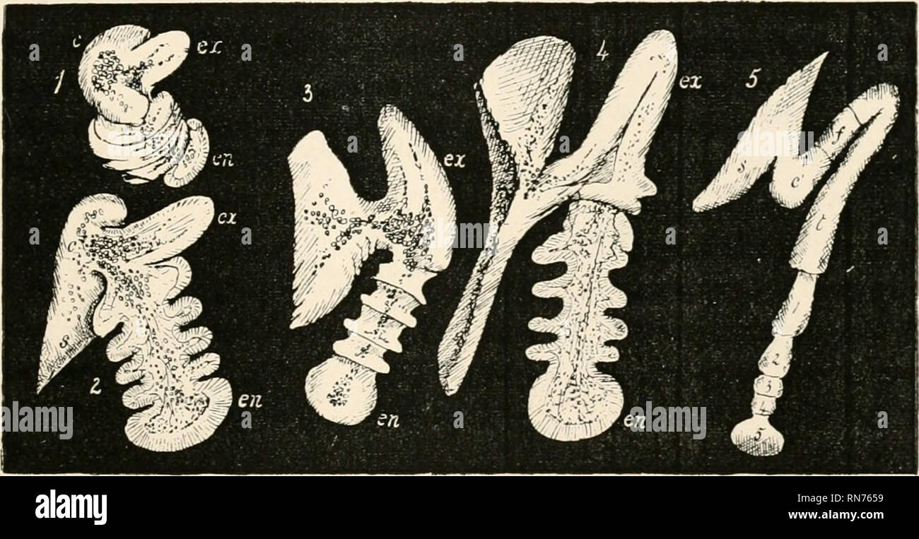 . The anatomy, physiology, morphology and development of the blow-fly ...