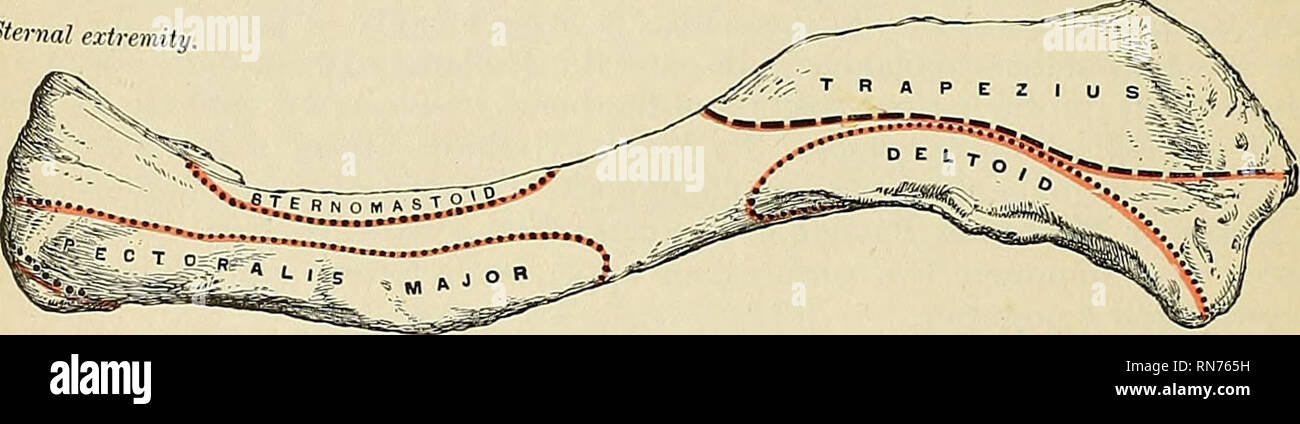 Conoid tubercle hi-res stock photography and images - Alamy