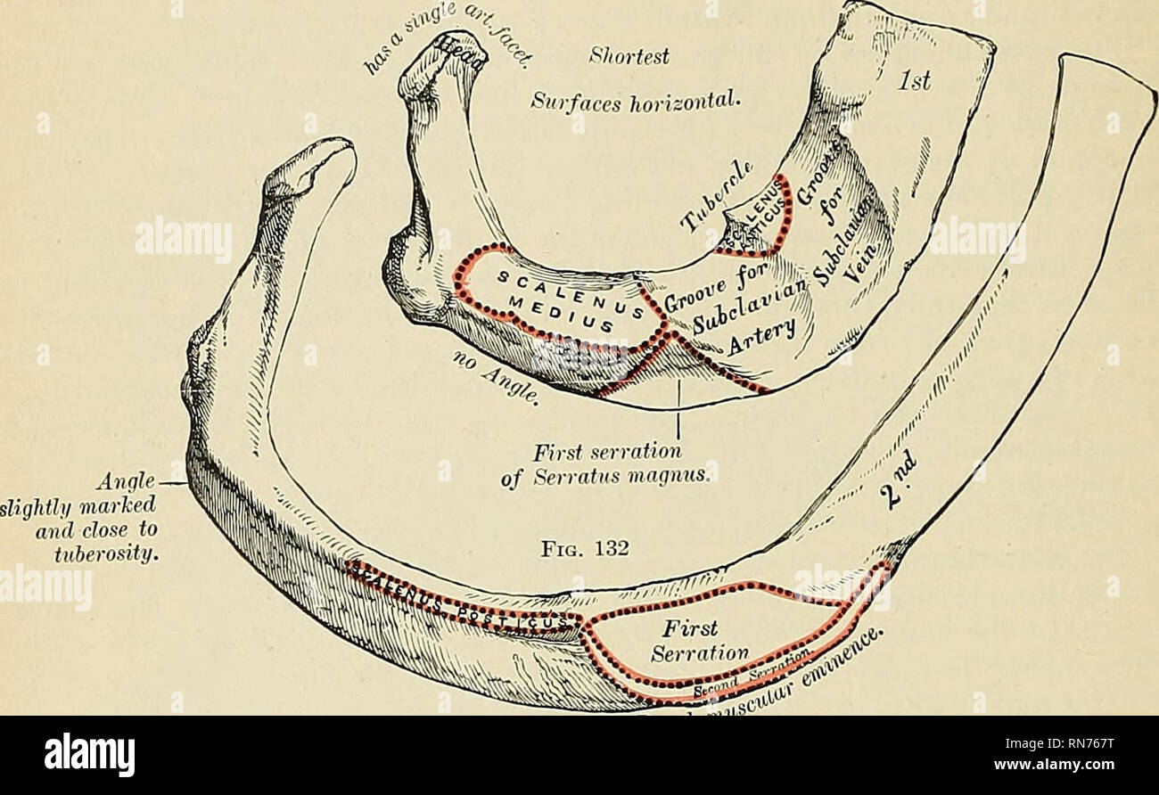 . Anatomy, descriptive and applied. Anatomy. 164 SPECIAL ANATOMY OF THE ...