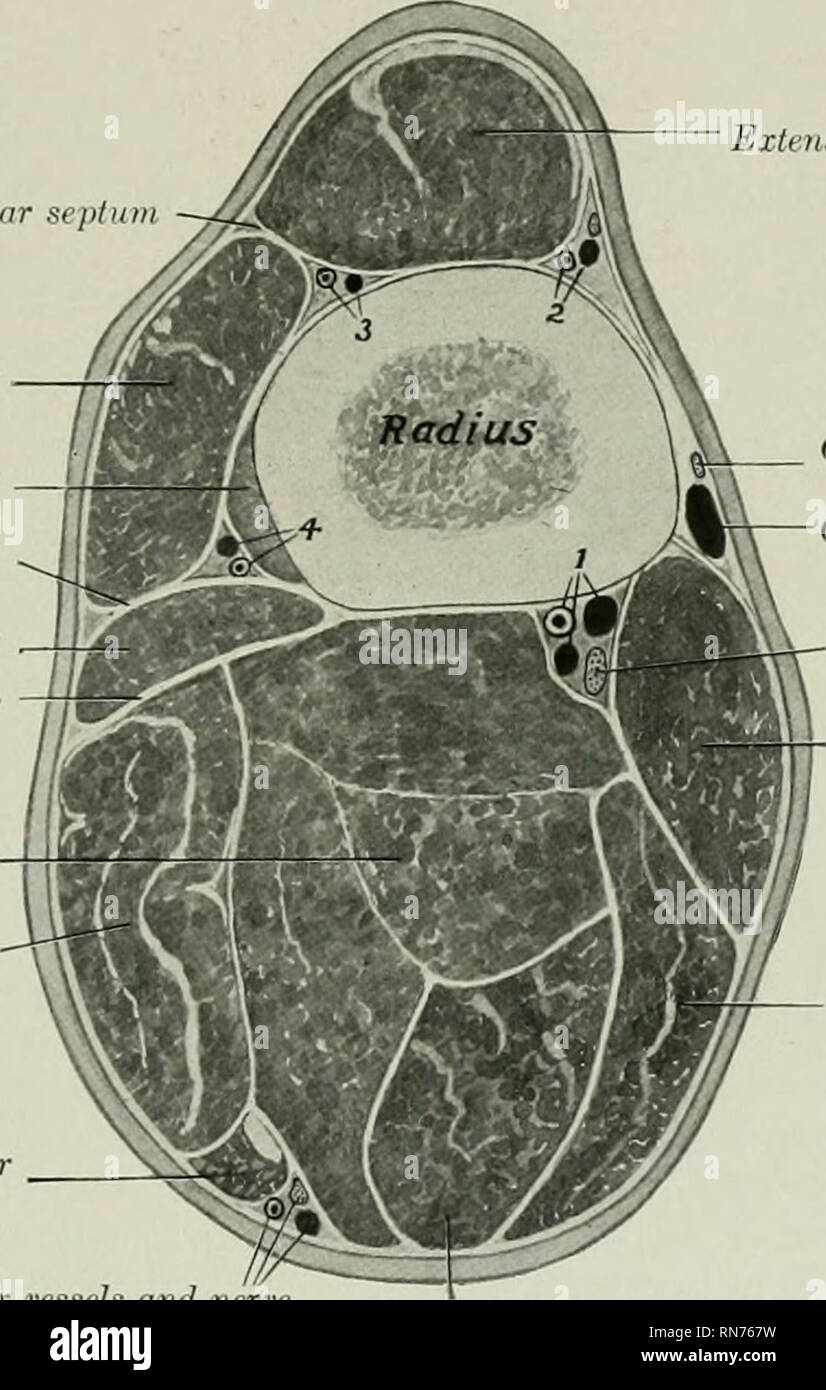 Proximal third of radius hi-res stock photography and images - Alamy