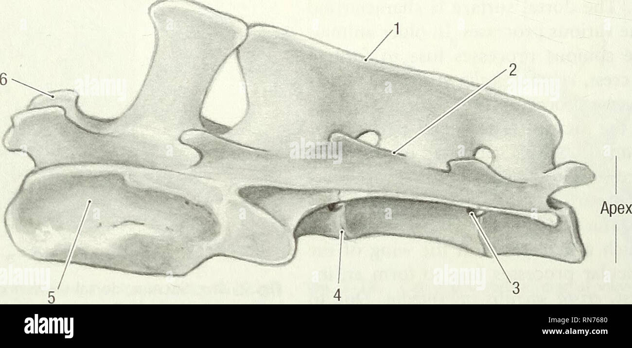 . Anatomy of the woodchuck (Marmota monax). Woodchuck; Mammals. Fig. 2 ...