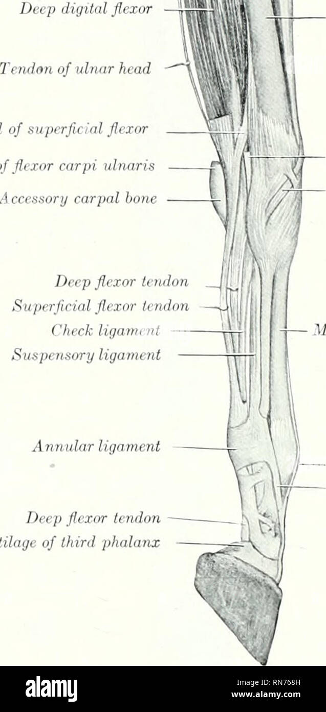 Annular Ligament Horse