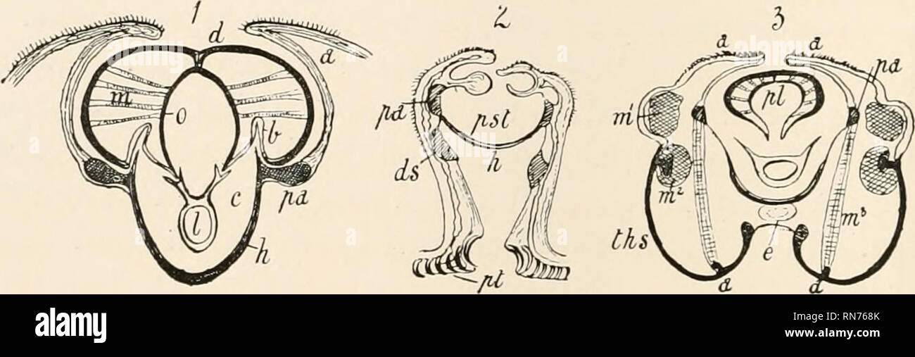 . The anatomy, physiology, morphology and development of the blow-fly ...