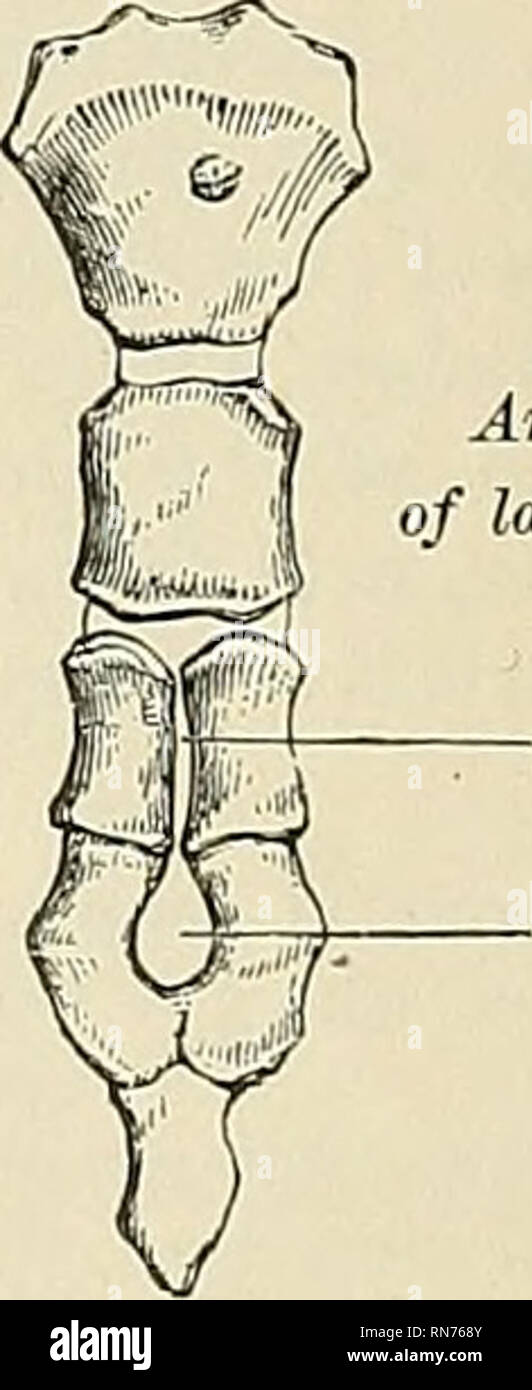 . Anatomy, descriptive and applied. Anatomy. 1 for mannbriiim 4 for ...