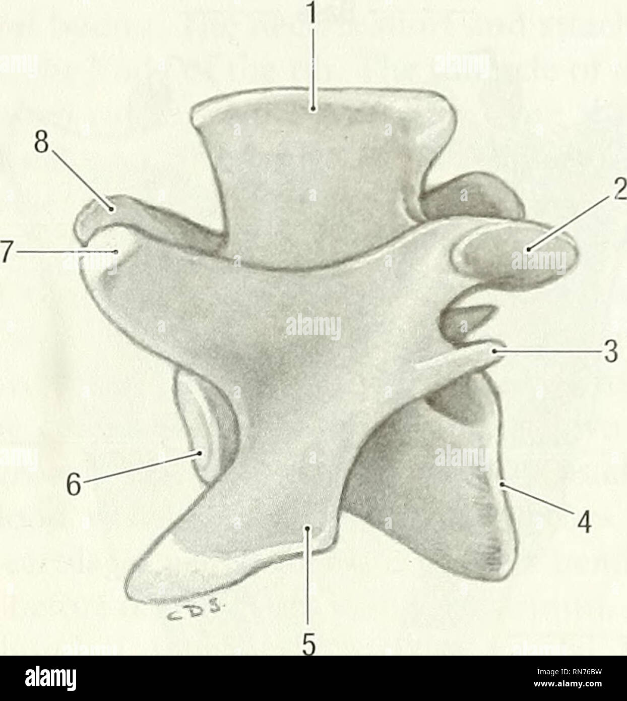 . Anatomy of the woodchuck (Marmota monax). Woodchuck; Mammals. 10- * 2 ...