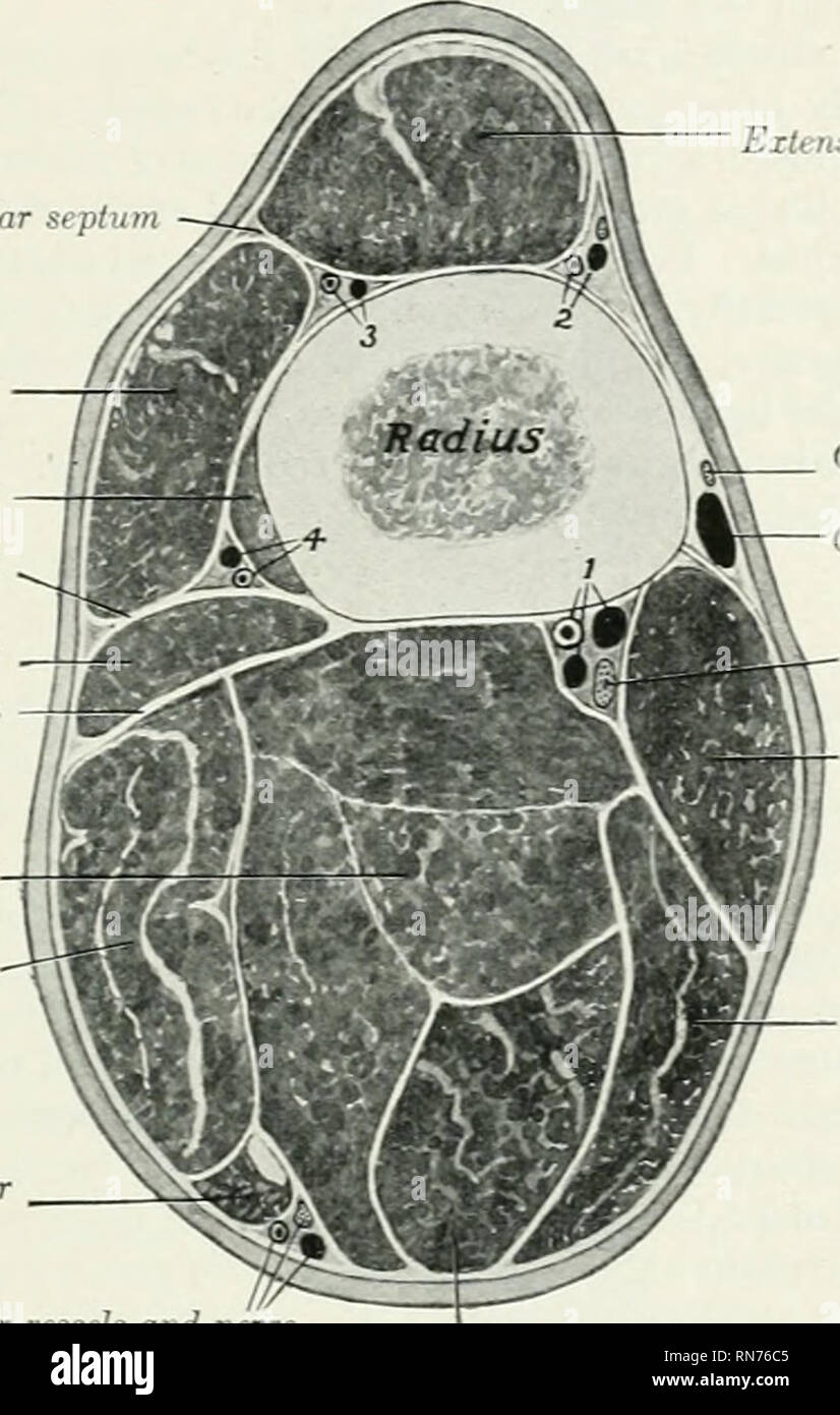 Extensor distal lateral hi-res stock photography and images - Alamy