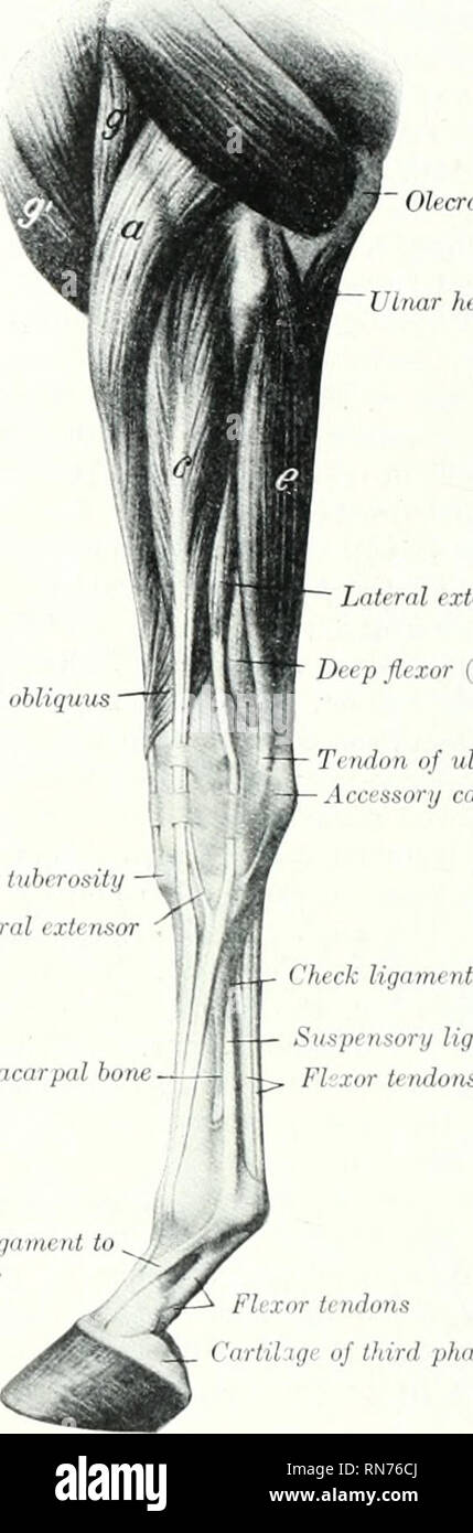 . The anatomy of the domestic animals. Veterinary anatomy. 308 FASCI.E ...