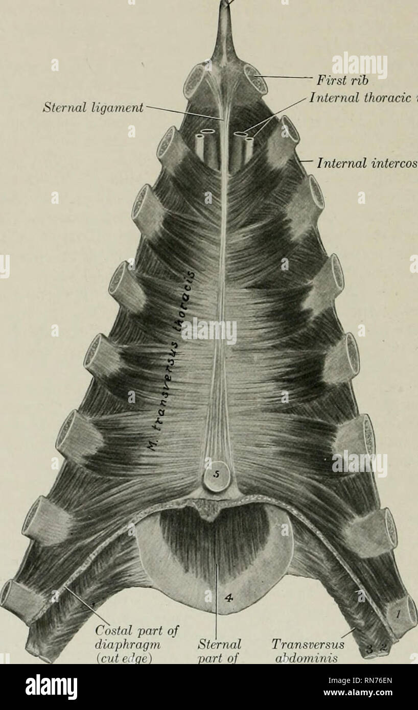 . The anatomy of the domestic animals. Veterinary anatomy. 284 FASCLE ...