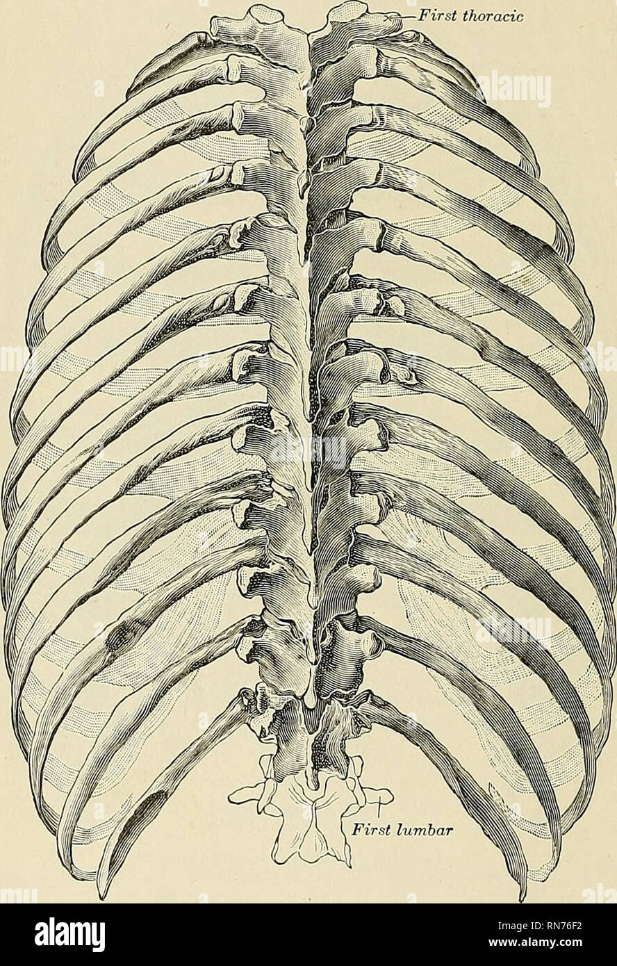 Apertura thoracis superior hi-res stock photography and images - Alamy
