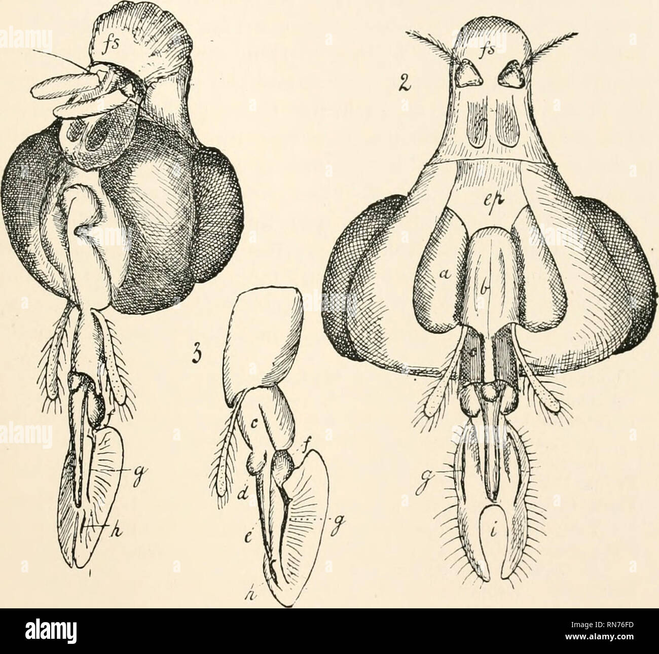 . The anatomy, physiology, morphology and development of the blow-fly ...