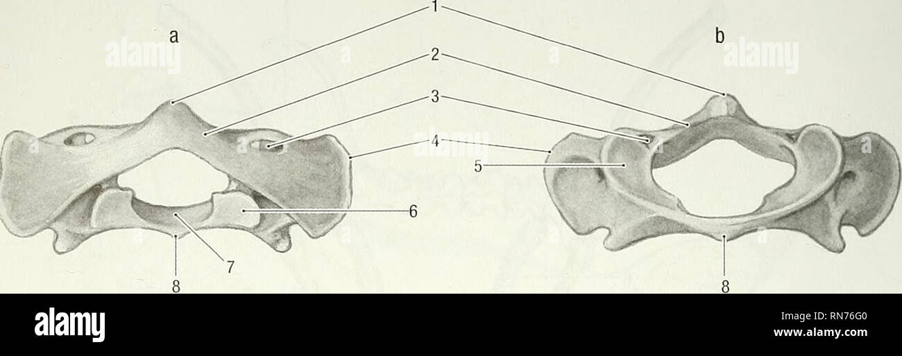 Occipital Condyle An Overview ScienceDirect Topics, 41% OFF