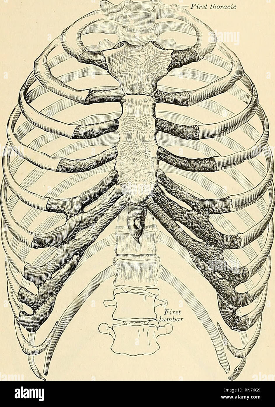 Intercostal Space Anatomy