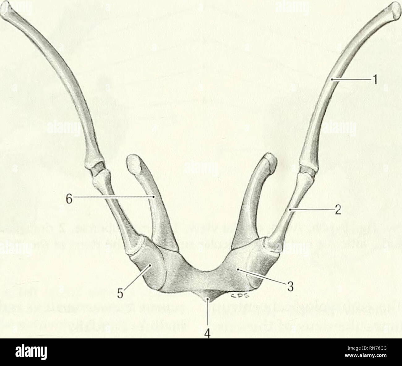 . Anatomy of the woodchuck (Marmota monax). Woodchuck; Mammals. Chapter ...