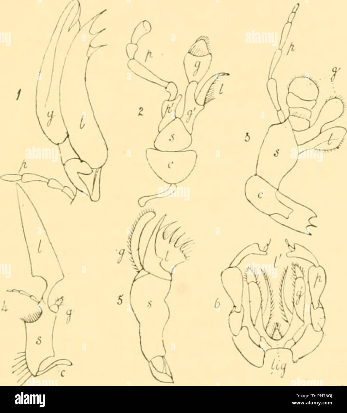 . The anatomy, physiology, morphology and development of the blow- fly ...