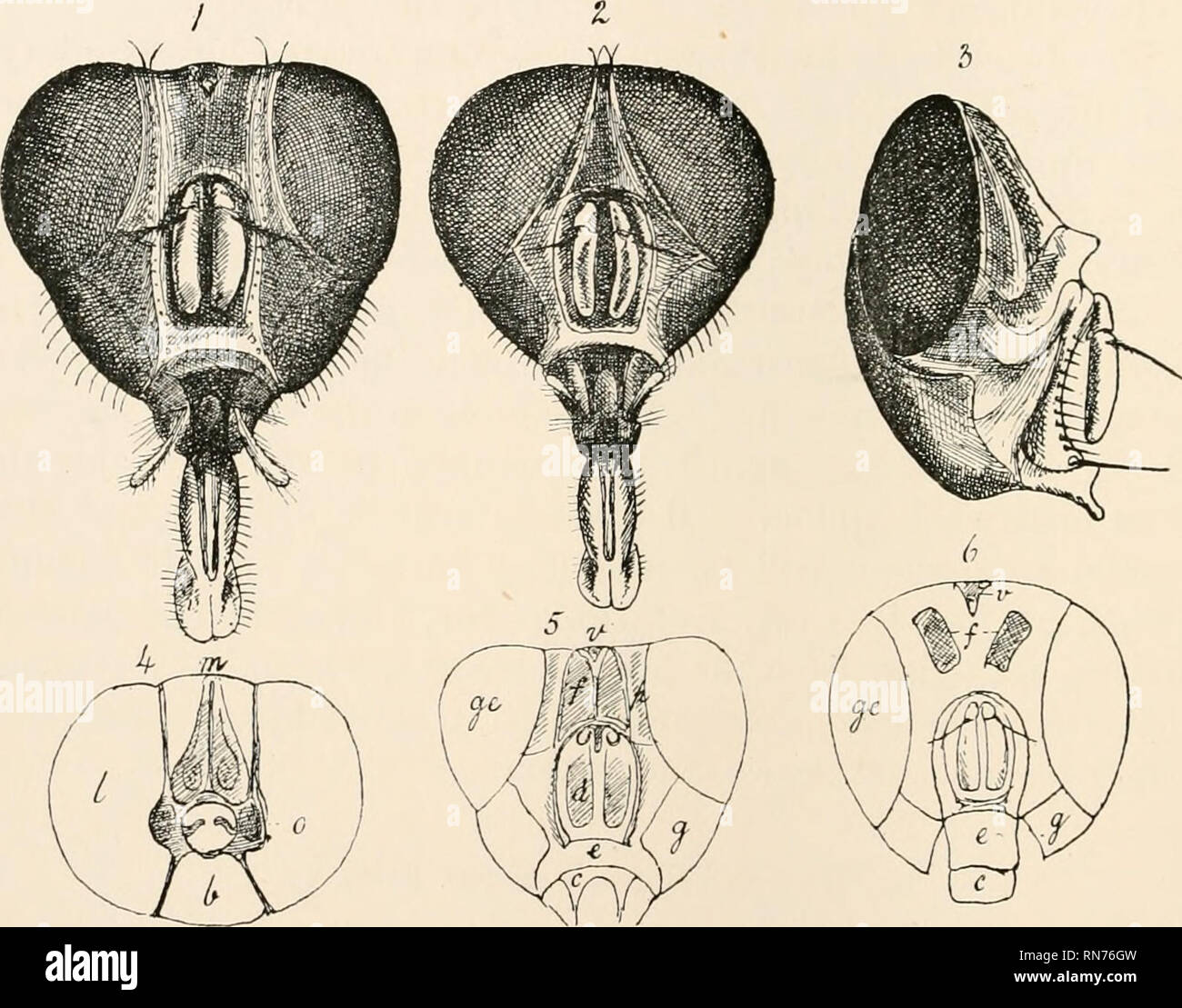. The anatomy, physiology, morphology and development of the blow-fly ...