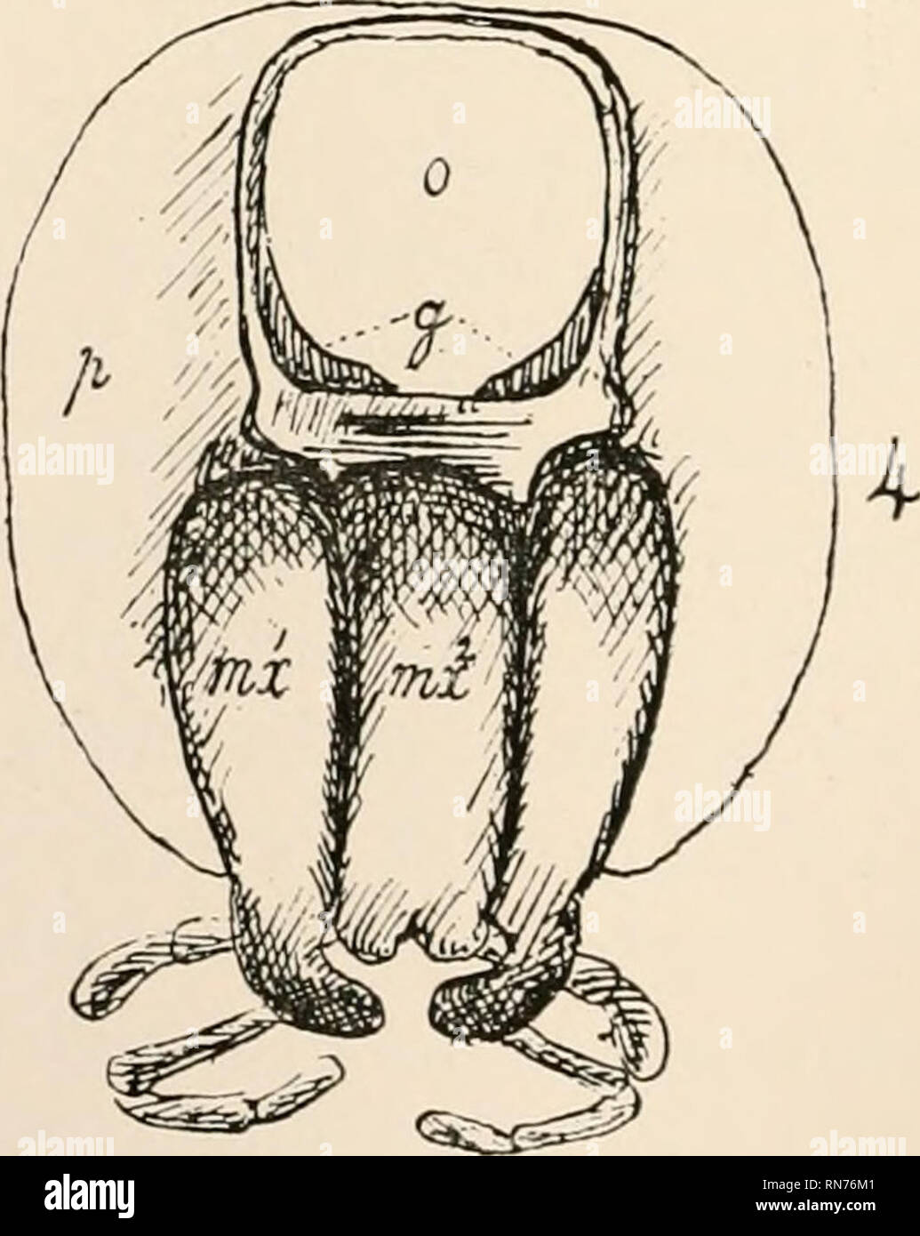. The anatomy, physiology, morphology and development of the blow-fly ...