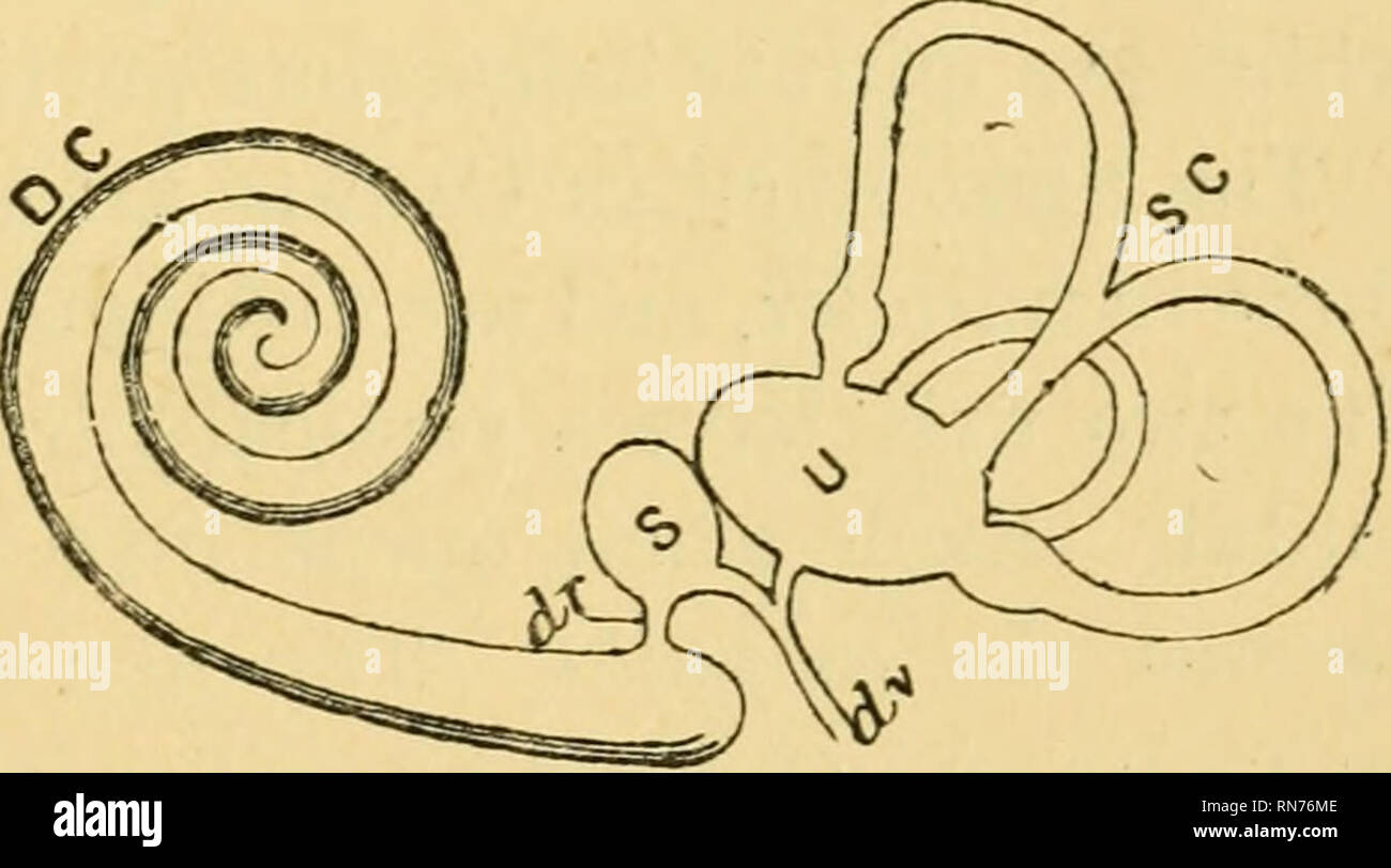 . The anatomy of the horse : a dissection guide. Horses; Horses ...