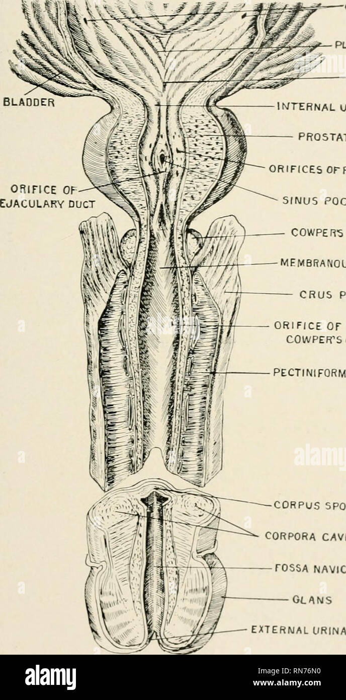 Eye anatomy tears hi-res stock photography and images - Alamy