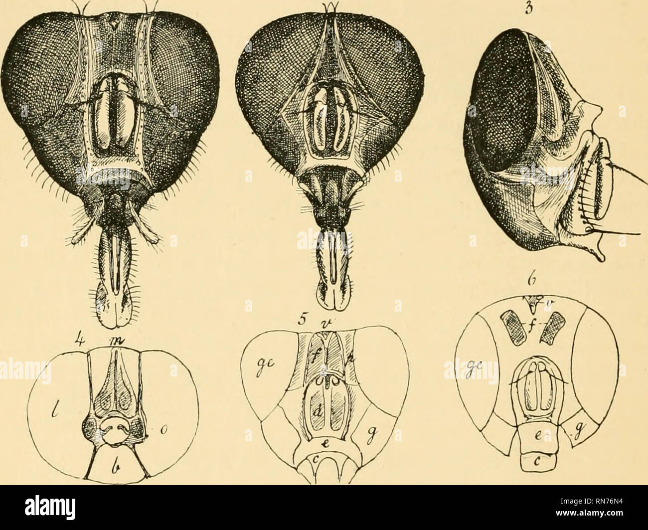 . The anatomy, physiology, morphology and development of the blow- fly ...