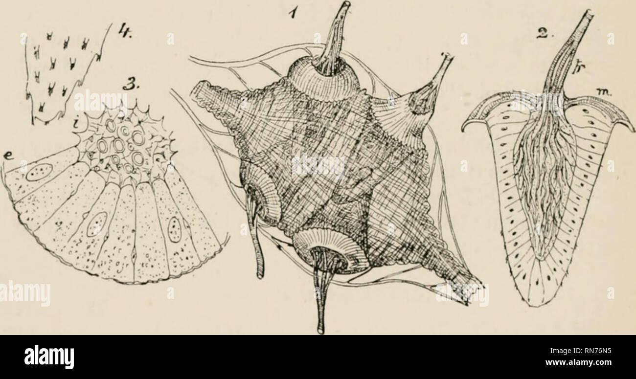 . The anatomy, physiology, morphology and development of the blow-fly ...